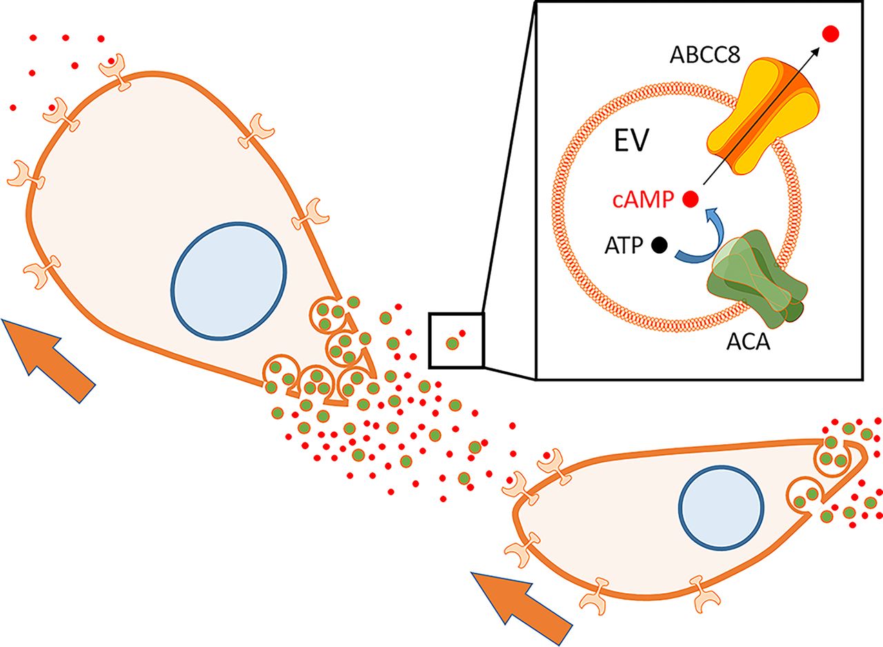 What Is Leukocyte Chemotaxis